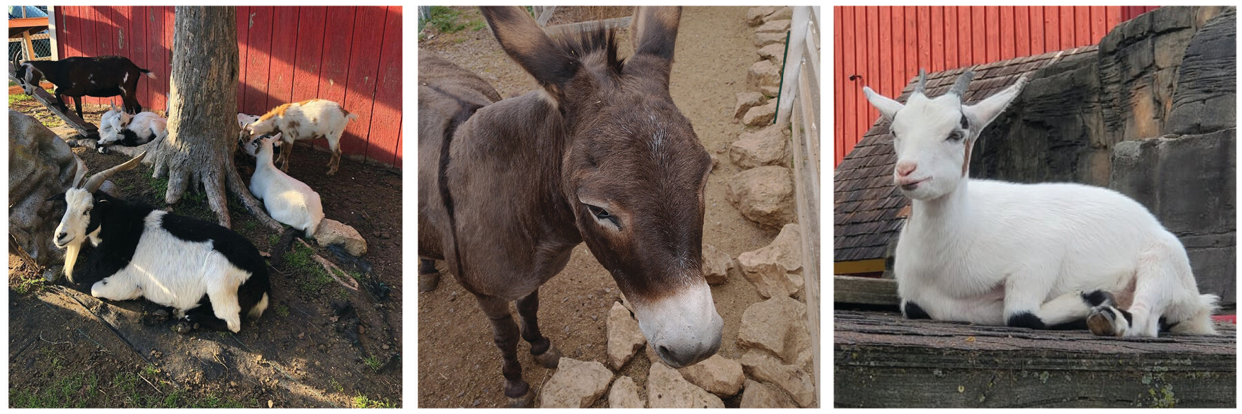 Petting Zoo - Wisconsin Dells Mini Golf, Outdoor Activities & Amusement ...